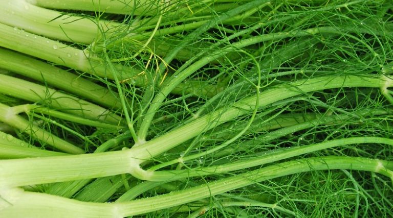 A nova funchicórea - Agora Sou Mãe - Blog Sobre Maternidade